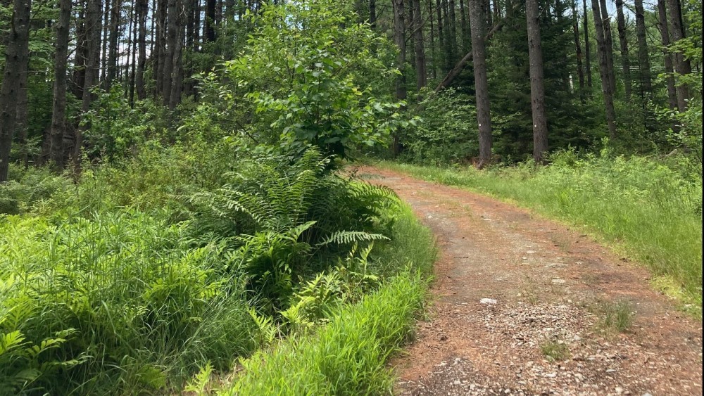 Invasive Plant Removal | VOMO