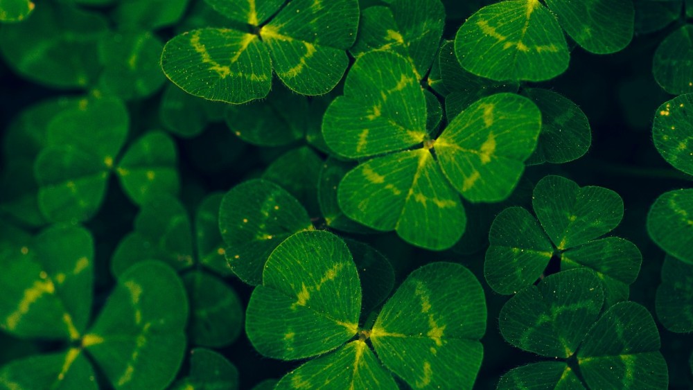 St. Patrick's Day Parade Volunteers | VOMO